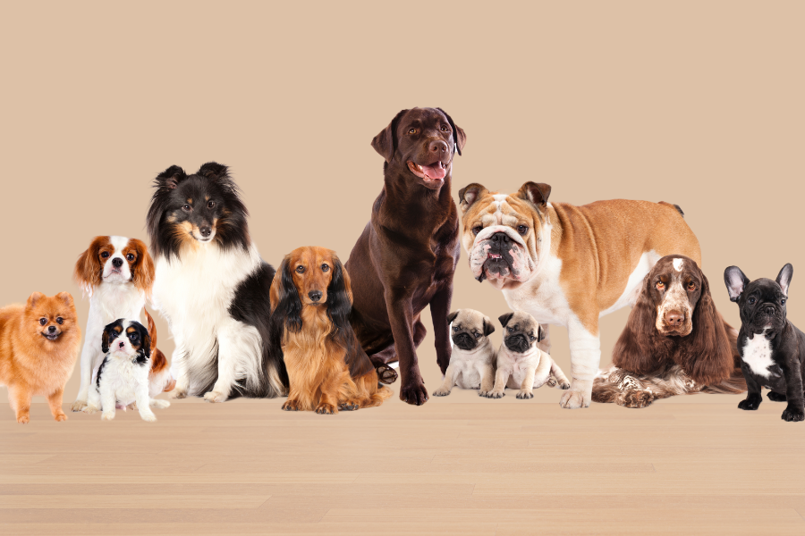 Understanding Different Dog Coat Types and Grooming Needs | Neat Paws